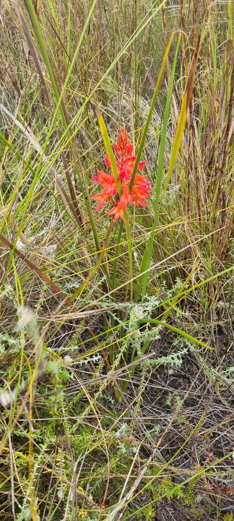 Disa ferruginea Sw.