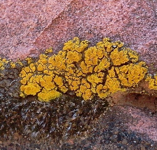 Goldspeck Lichens from 1000 Scenic Loop Dr, Las Vegas, NV 89161, USA on ...