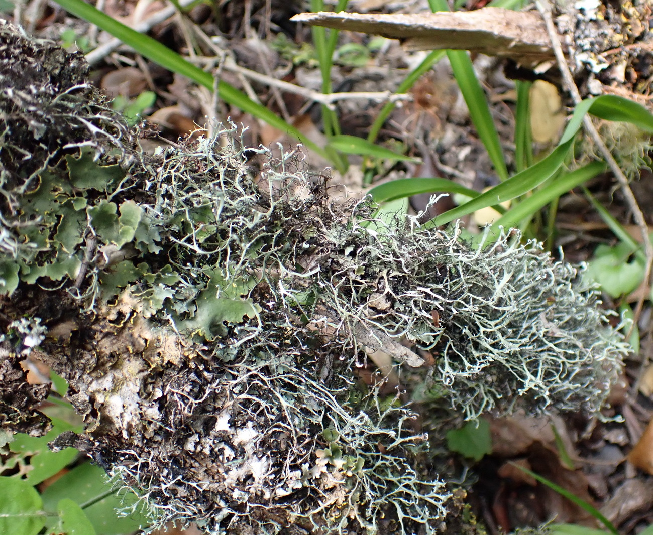 Leucodermia leucomelos (L.) Kalb