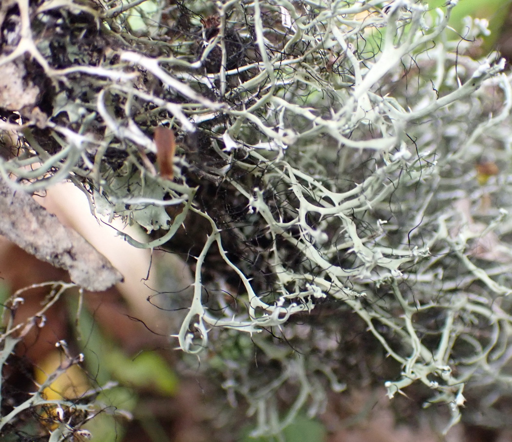 Leucodermia leucomelos (L.) Kalb