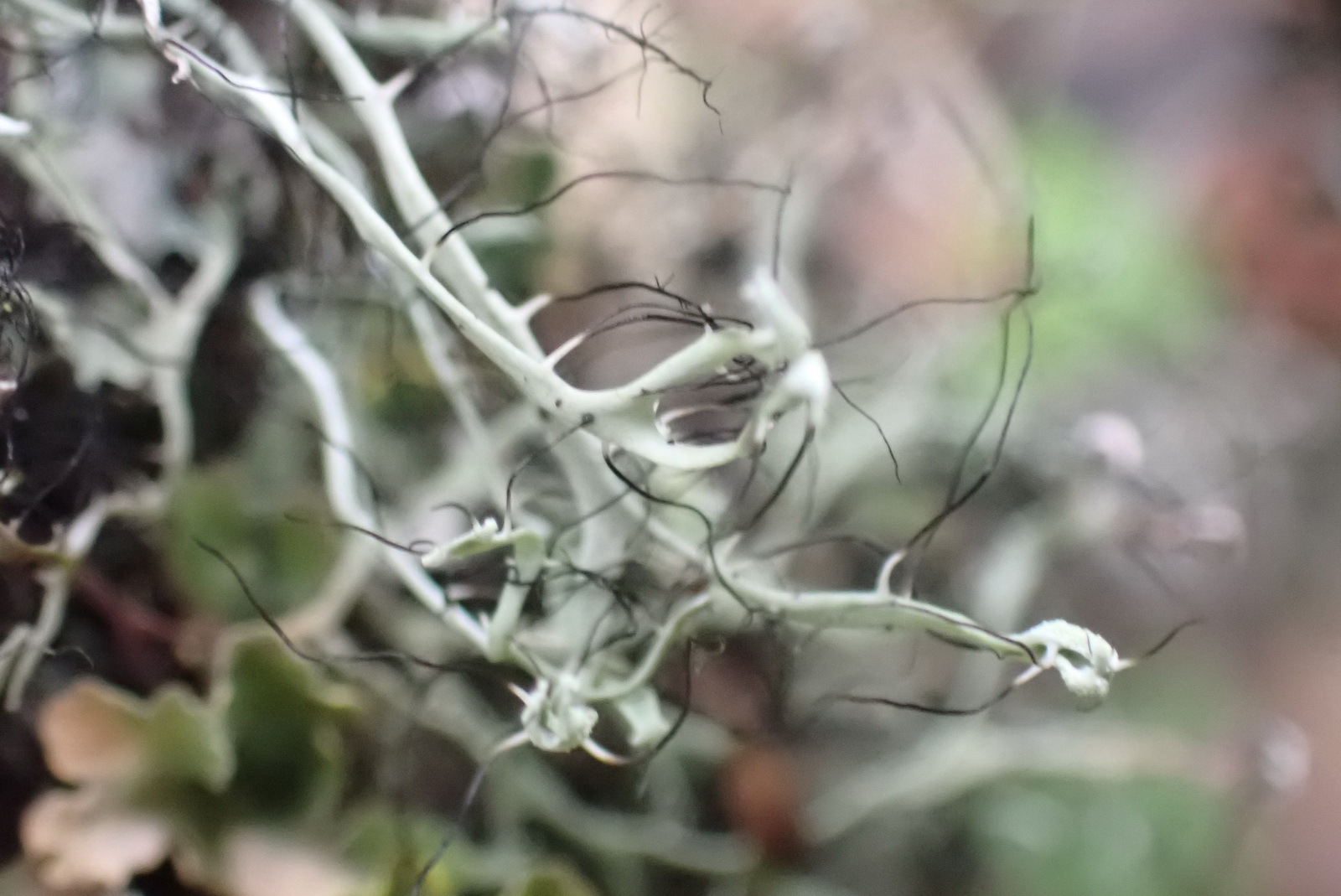 Leucodermia leucomelos (L.) Kalb