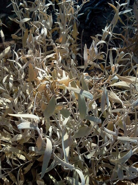 woolly bluestar from 1000 Scenic Loop Dr, Las Vegas, NV 89161, USA on ...