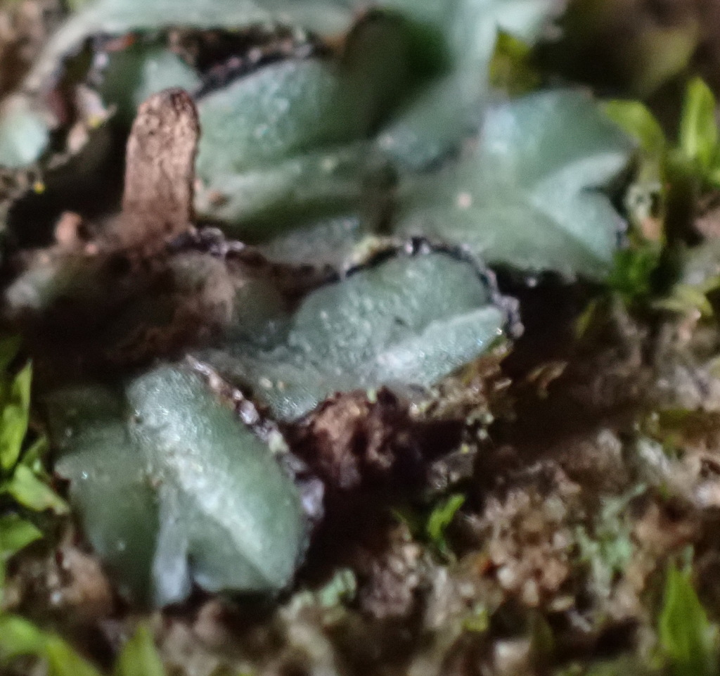 Crystalworts from Hoekwil Bridle Trail, Wilderness, 6538, South Africa ...