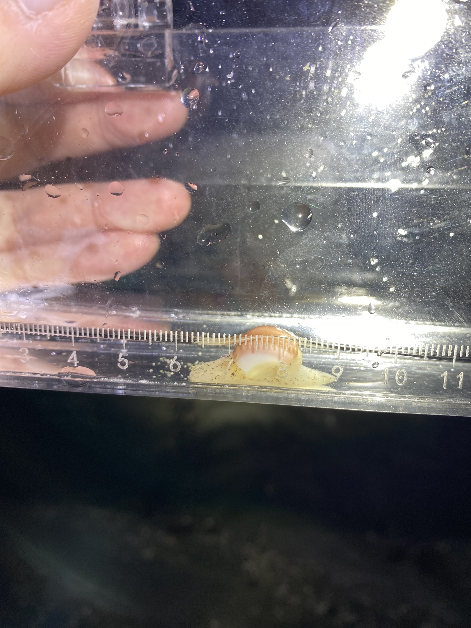 Cryptonatica Dall, 1892