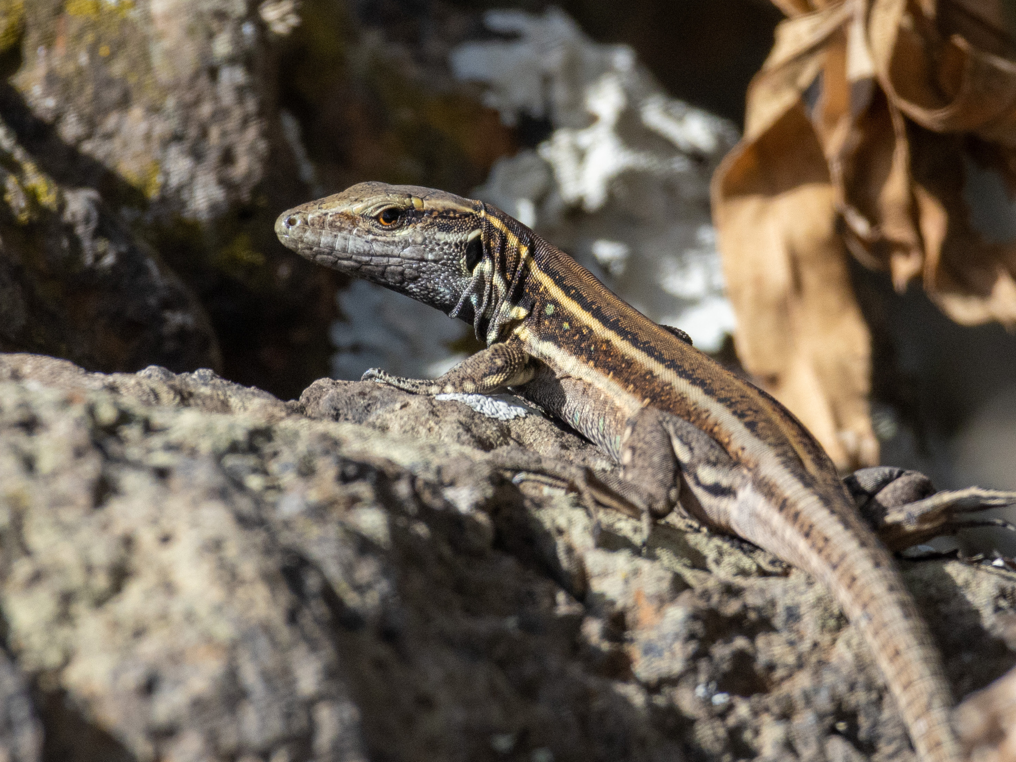 Gallotia caesaris (Lehrs, 1914)
