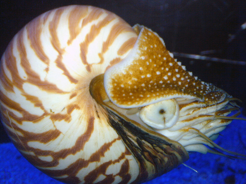 Nautilus repertus · iNaturalist