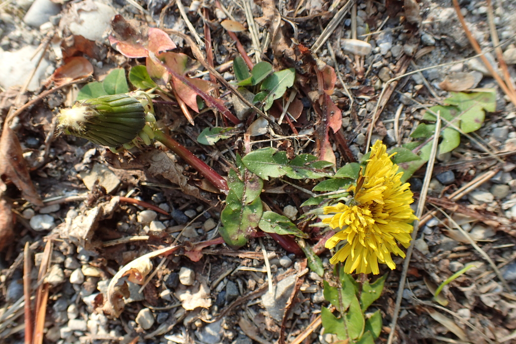 common dandelion from Clearwater County, AB, Canada on October 19, 2022 ...
