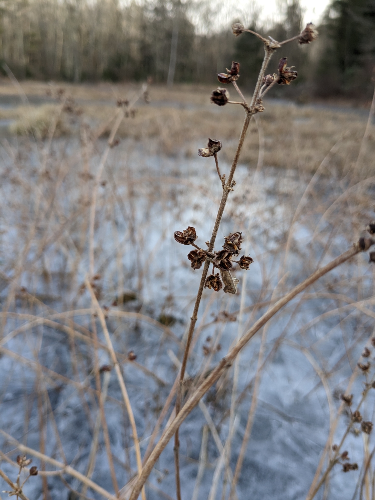 Decodon verticillatus (L.) Elliott
