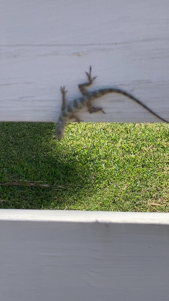 Bronze Anole from Grenadines, VC on February 5, 2023 at 11:32 AM by ...