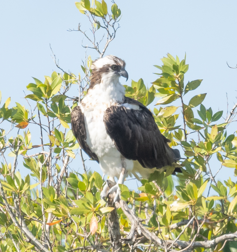 Osprey from Collier, Florida, United States on February 05, 2023 at 10: ...