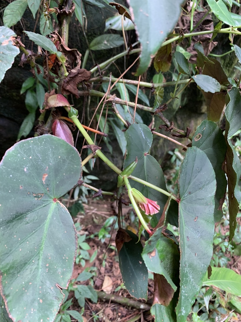 (Begonia angularis) - Botanical Realm