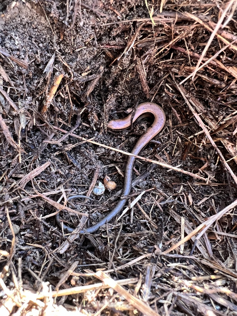 Little Brown Skink from Old Lake Highlands, Dallas, TX, US on February ...