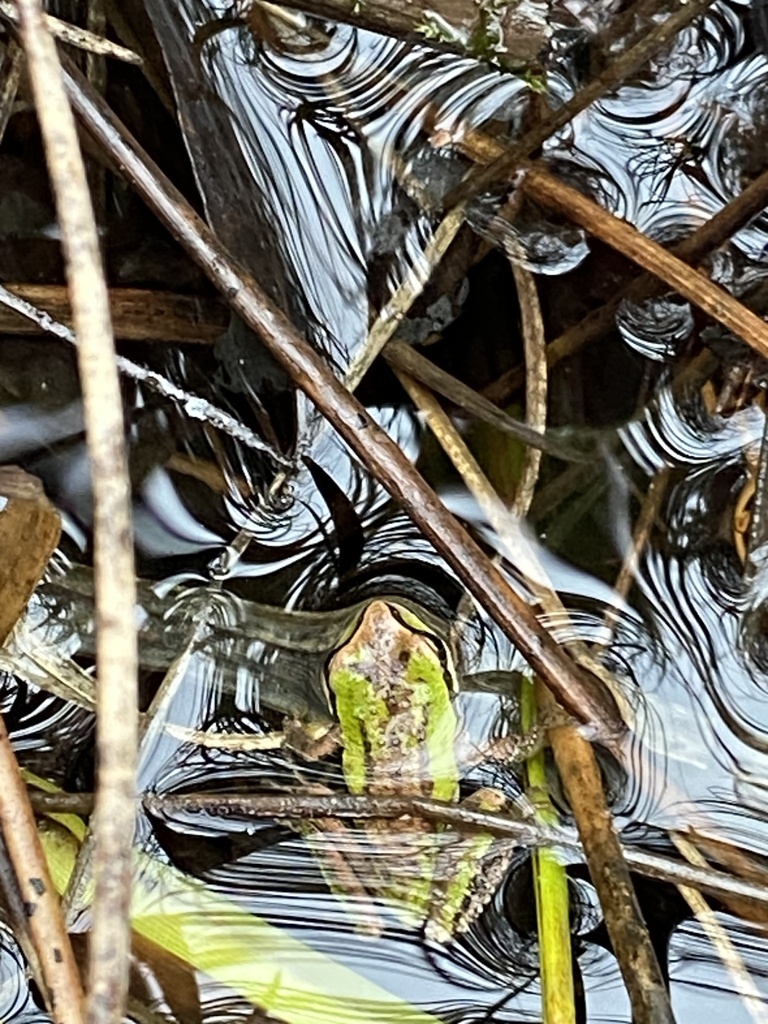 Northern Pacific Tree Frog from Warren G. Magnuson Park, Seattle, WA ...