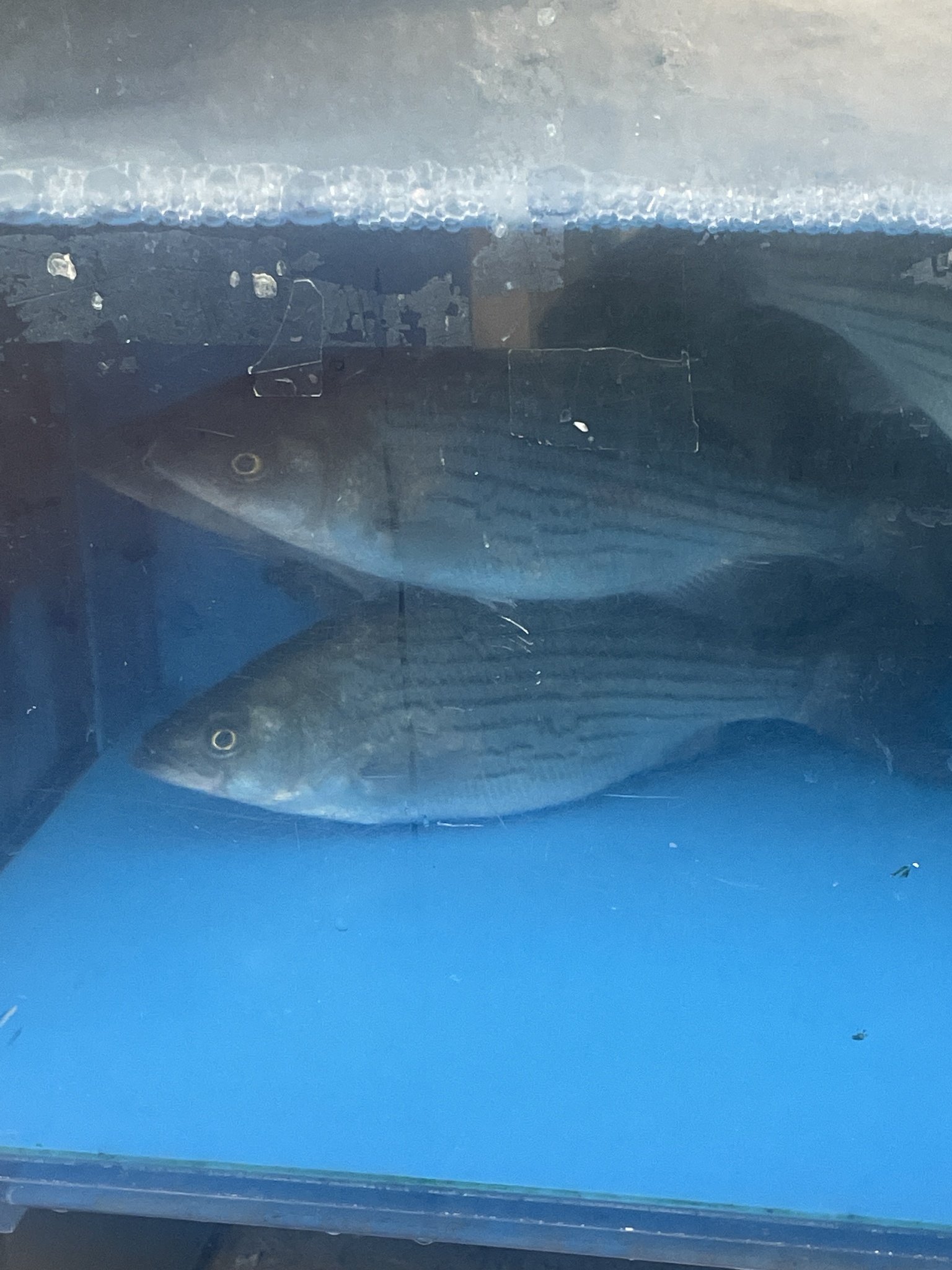 Moronidae
