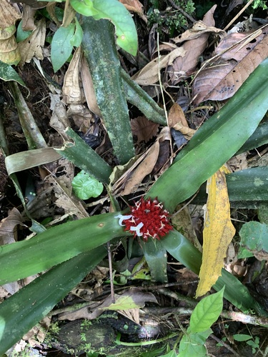 Canistropsis marceloi · iNaturalist