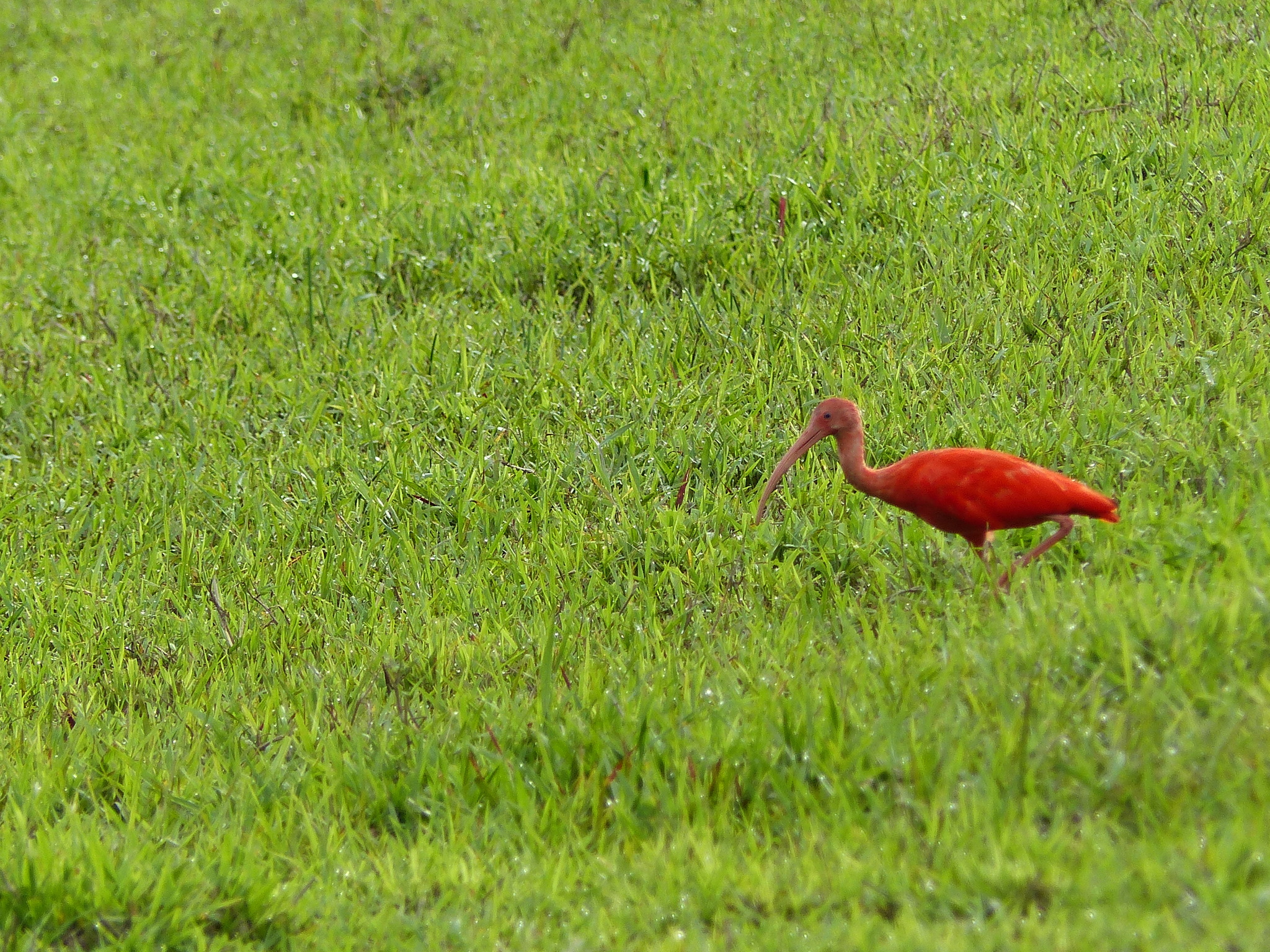 Eudocimus ruber (Linnaeus, 1758)