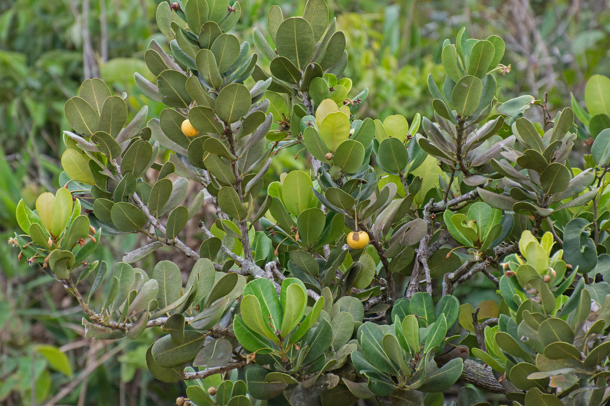 Mimusops balata (Aubl.) C.F.Gaertn.