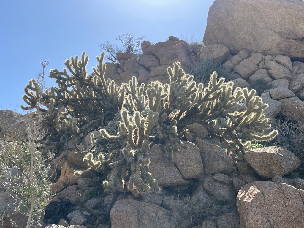 wolf's cholla in February 2023 by jrebman · iNaturalist