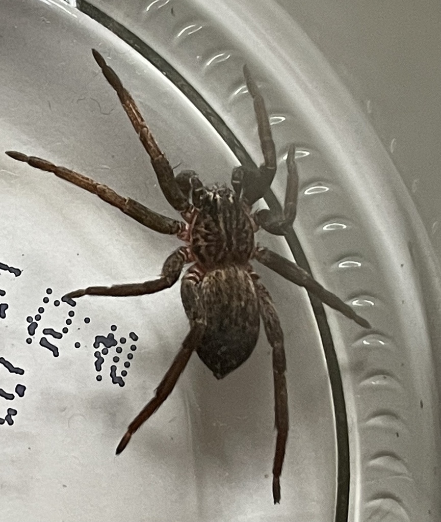 Little Tarantula from Frankston South, VIC, AU on February 06, 2023 at ...