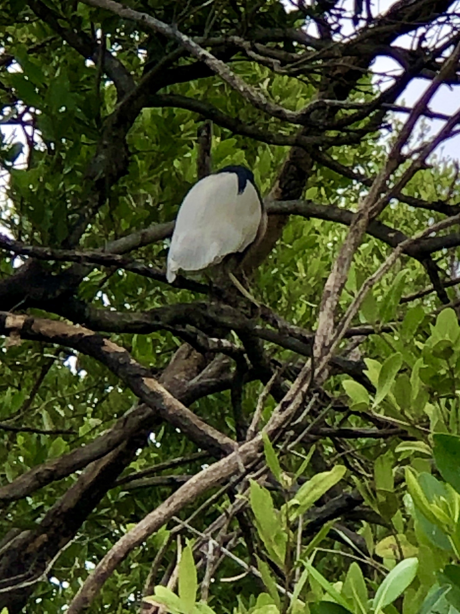 Cochlearius cochlearius (Linnaeus, 1766)