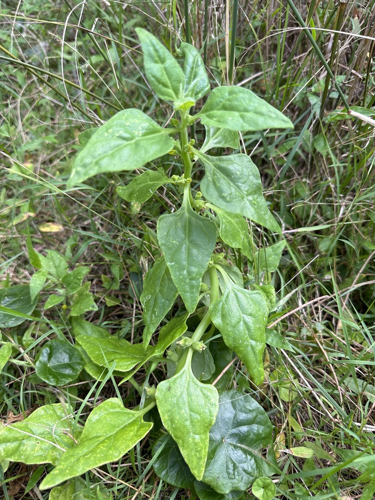 New Zealand Spinach (Tetragonia tetragonoides) - Botanical Realm