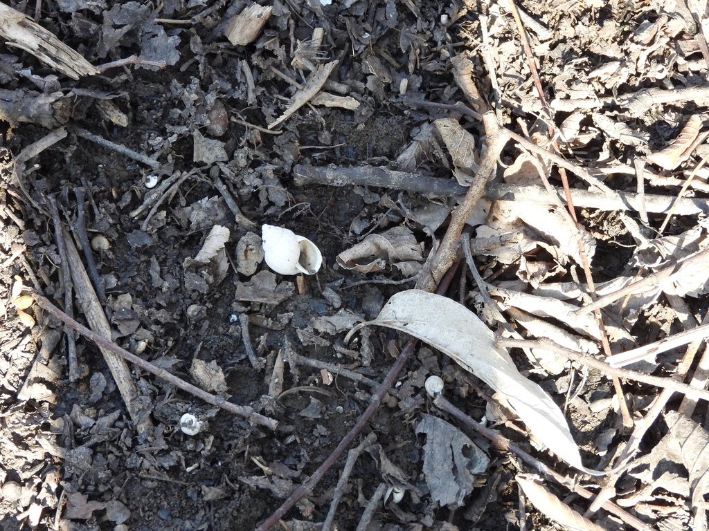 Whitewashed Rabdotus from Garland, TX, USA on February 05, 2023 at 03: ...