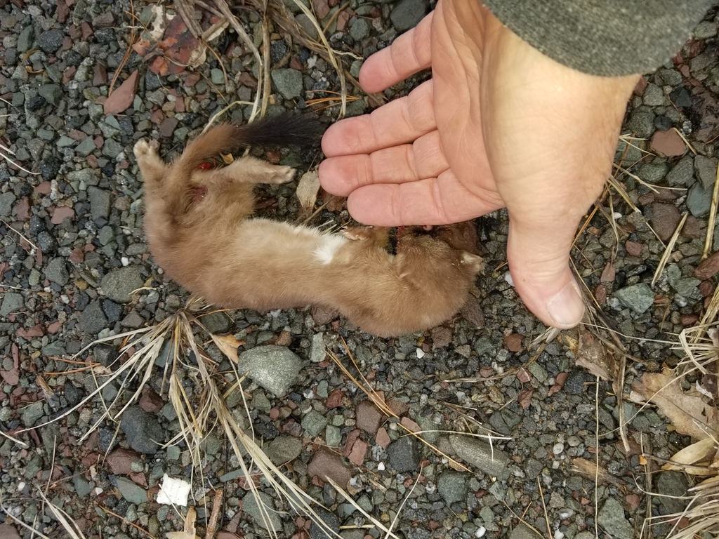 Long-tailed Weasel from Bear Creek Township, PA, USA on February 5 ...