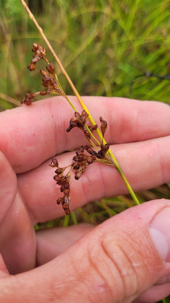 Loose-flowered Rush in February 2023 by Oscar Grant. One plant in ...