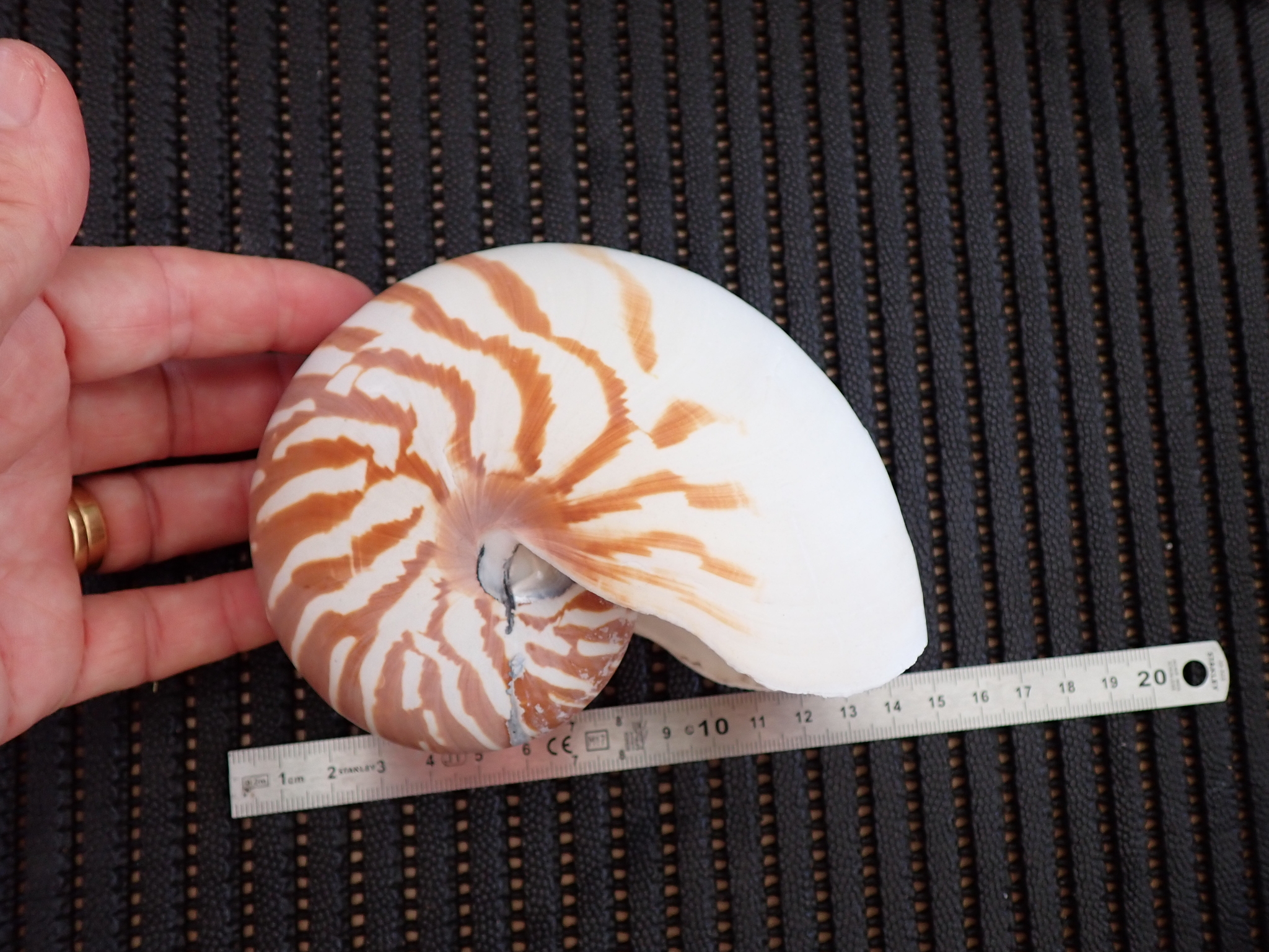 Nautilus Linnaeus, 1758