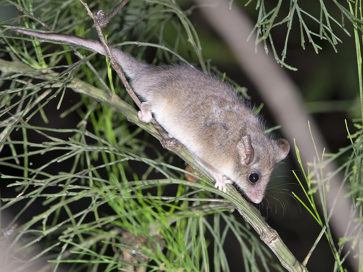 Cercartetus nanus (Desmarest, 1818)