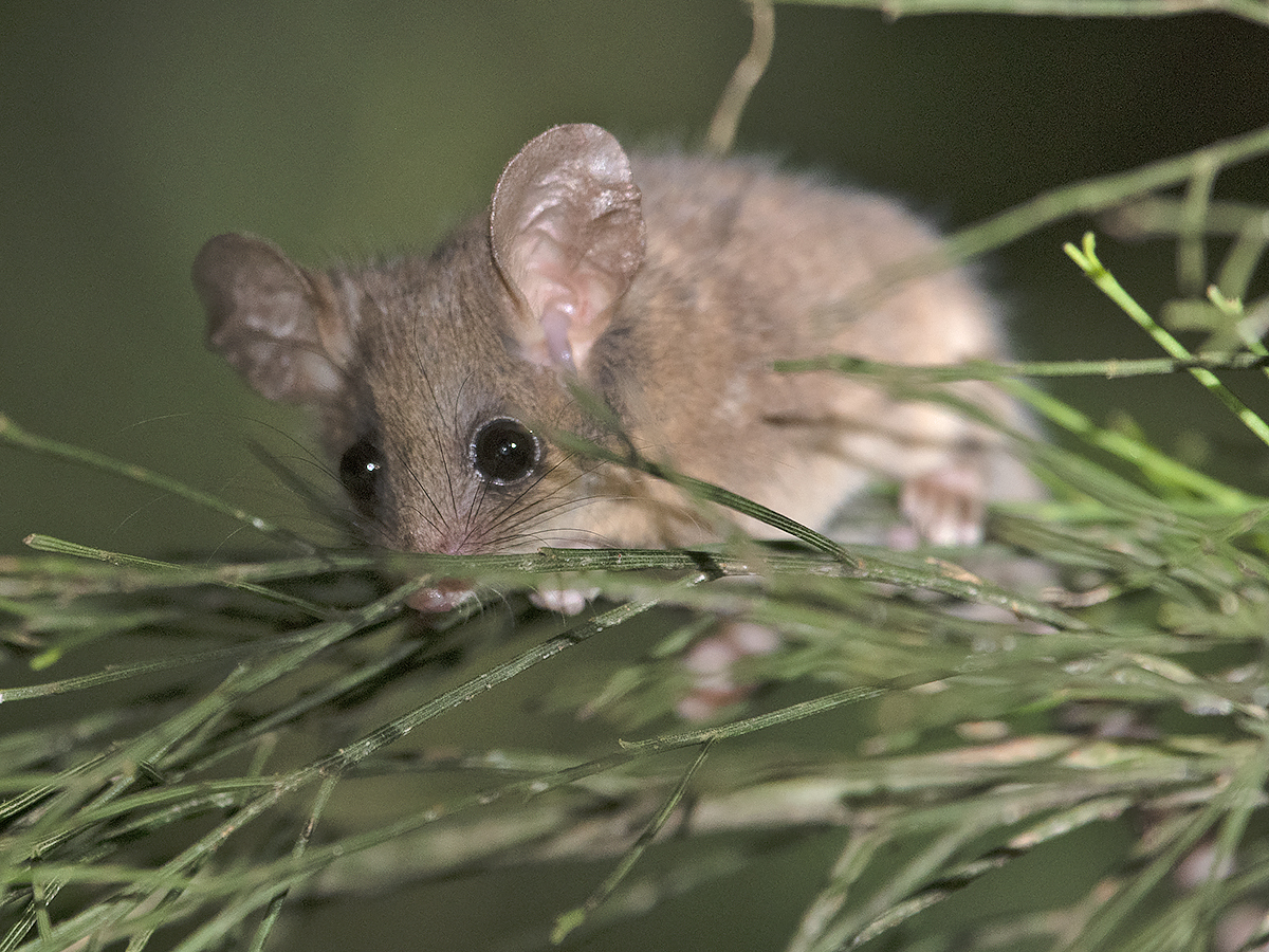 Cercartetus nanus (Desmarest, 1818)