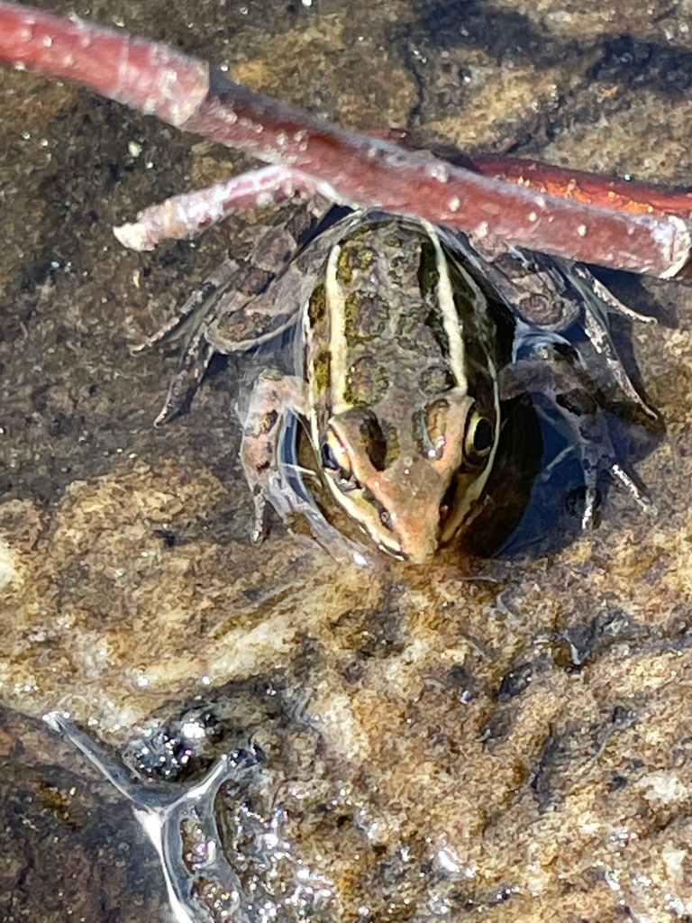 Pickerel Frog from Chittenden, Vermont, United States on August 27 ...