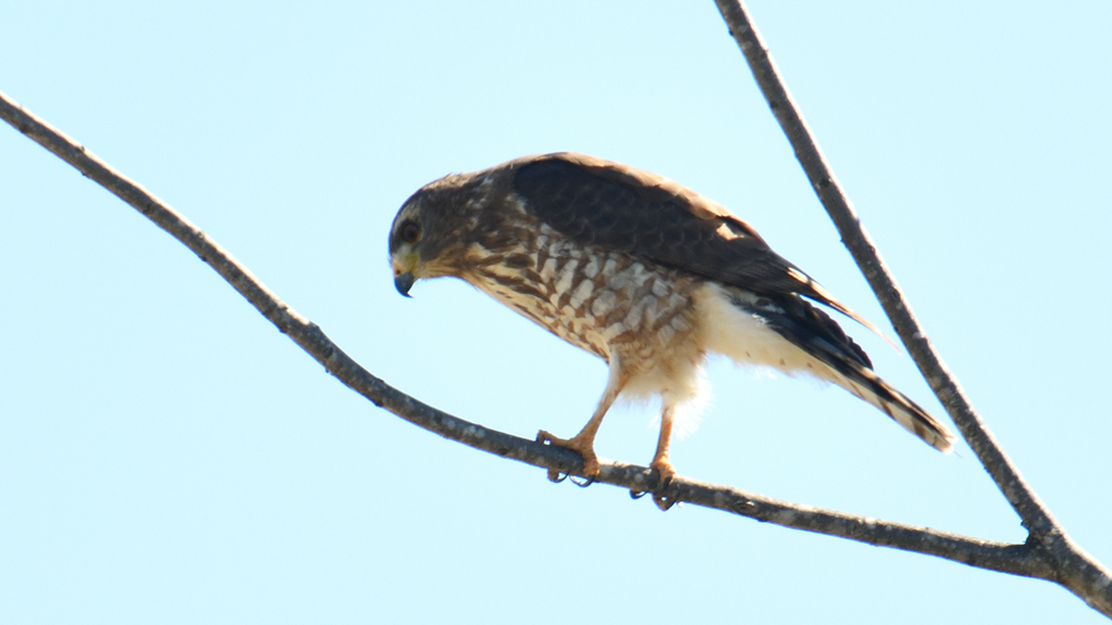 Roadside Hawk from Linares, N.L., México on January 29, 2023 at 11:40 ...