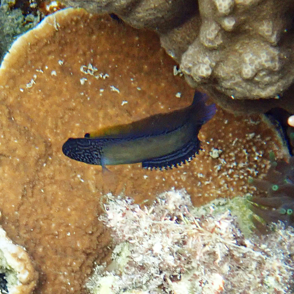 Black Blenny (Enchelyurus ater) - Marine Life Identification