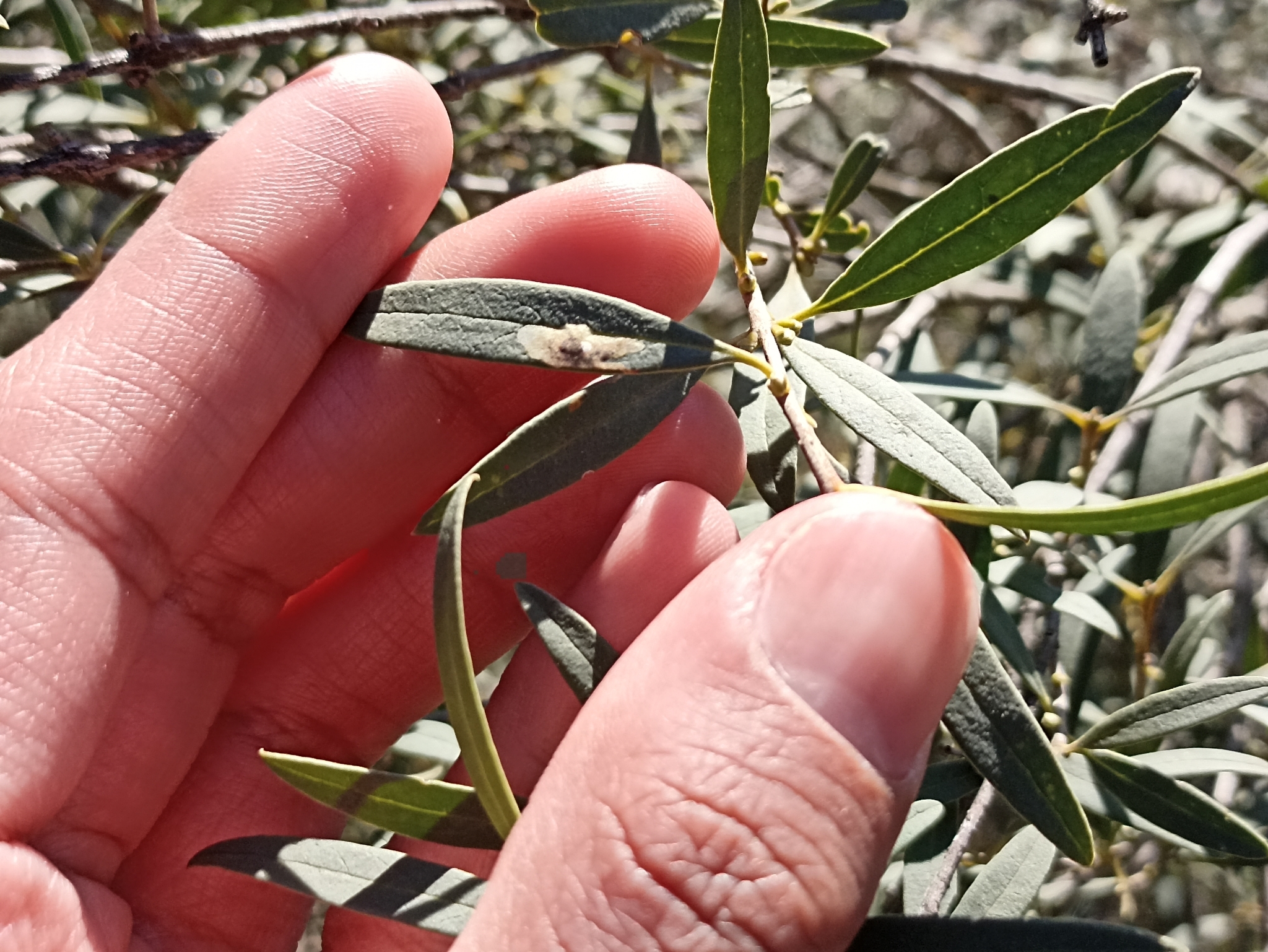Phillyrea angustifolia L.