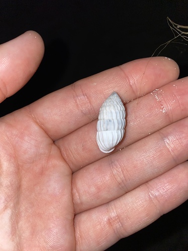 Cerion glans · iNaturalist