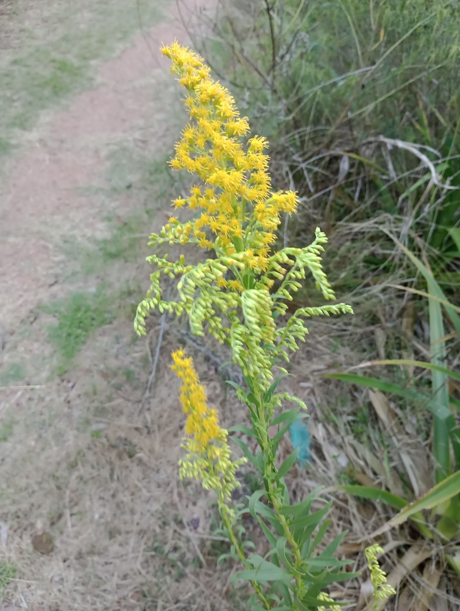 Solidago chilensis Meyen