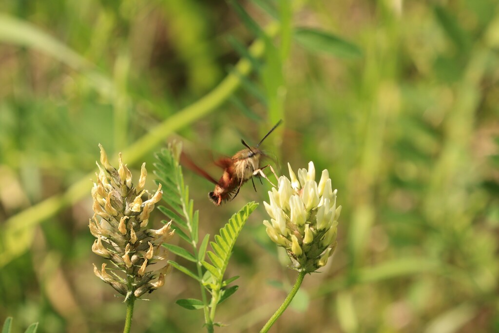 Hummingbird Clearwing from Pines Escarpment Red Deer Alberta Canada on ...