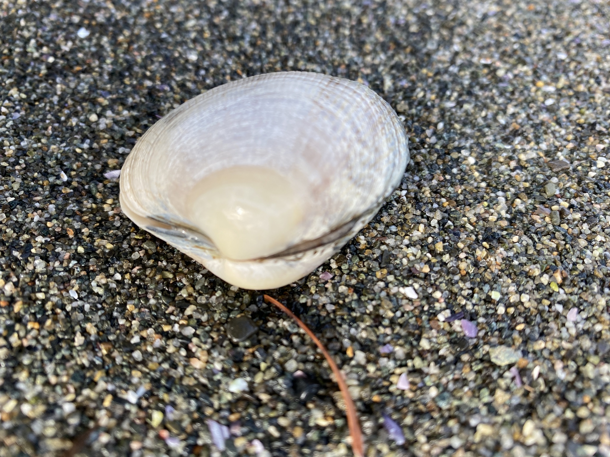 Ruditapes philippinarum (A.Adams & Reeve, 1850)