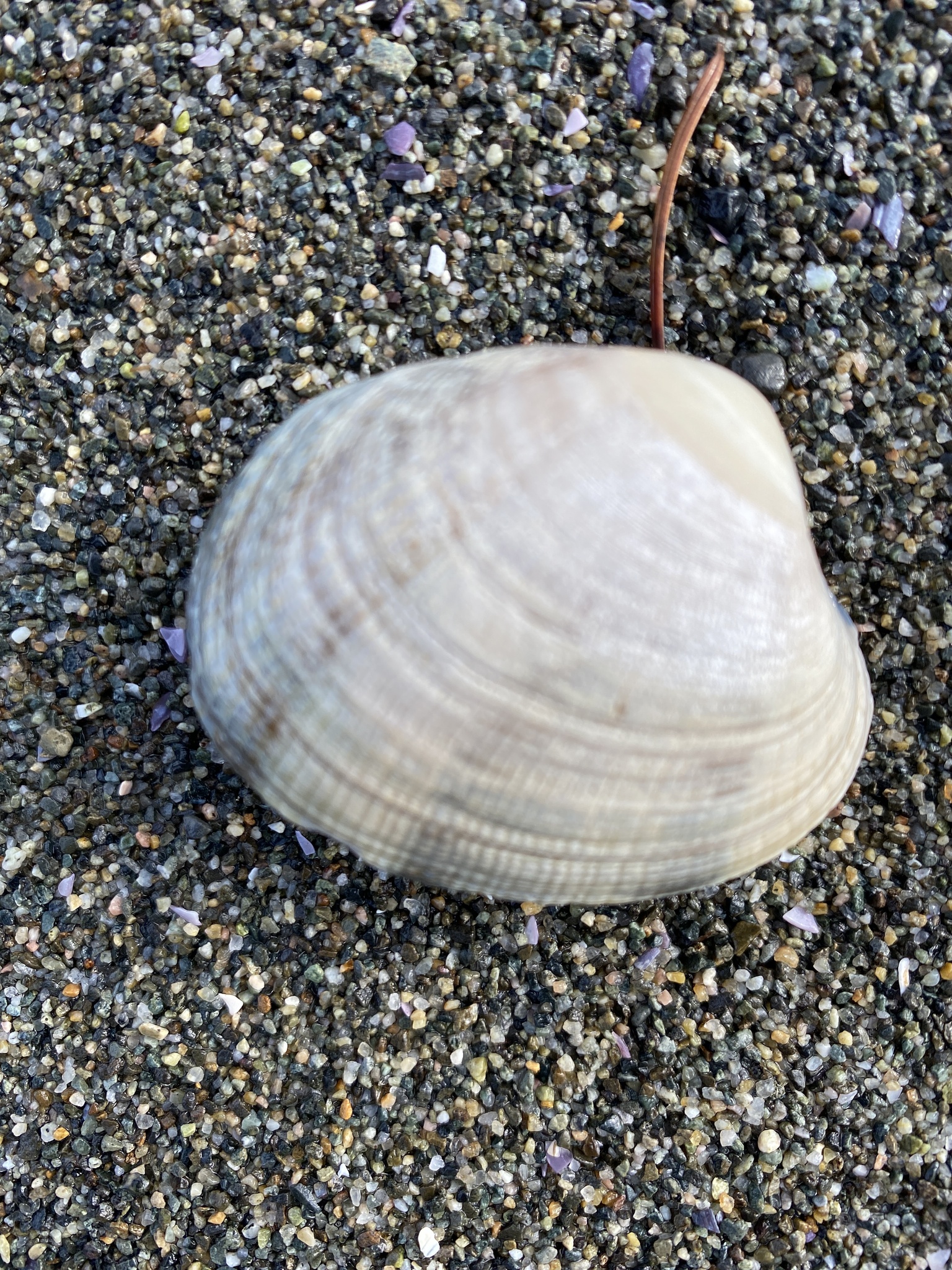 Ruditapes philippinarum (A.Adams & Reeve, 1850)