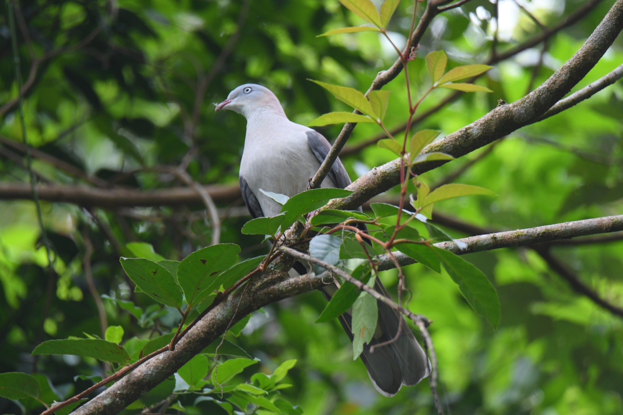 Ducula badia (Raffles, 1822)
