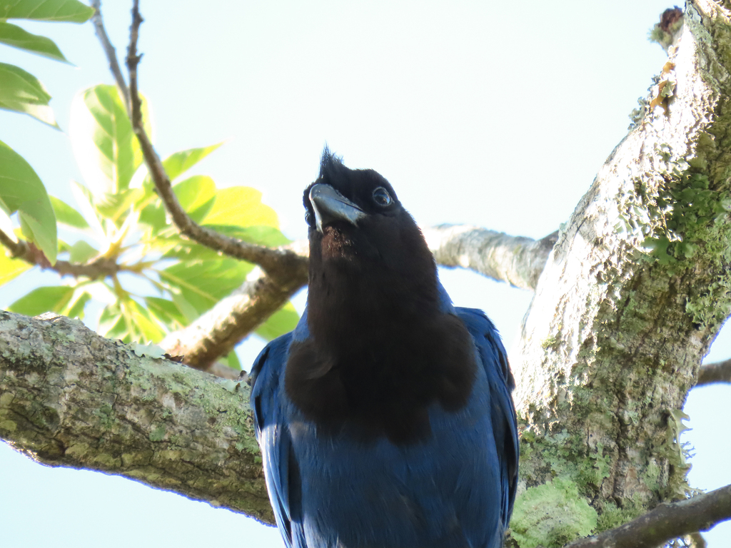 Azure Jay in February 2023 by Patrícia Nicoloso · iNaturalist
