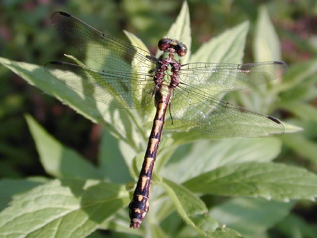 Brook Snaketail in July 2003 by stevewalternature · iNaturalist