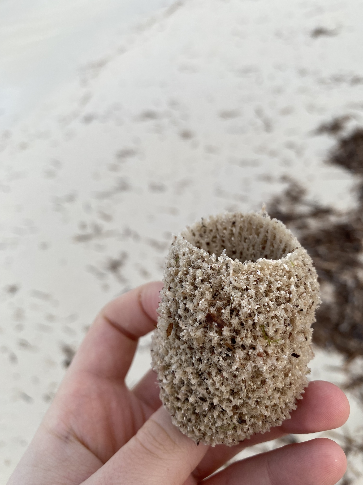 Niphates digitalis (Lamarck, 1814)