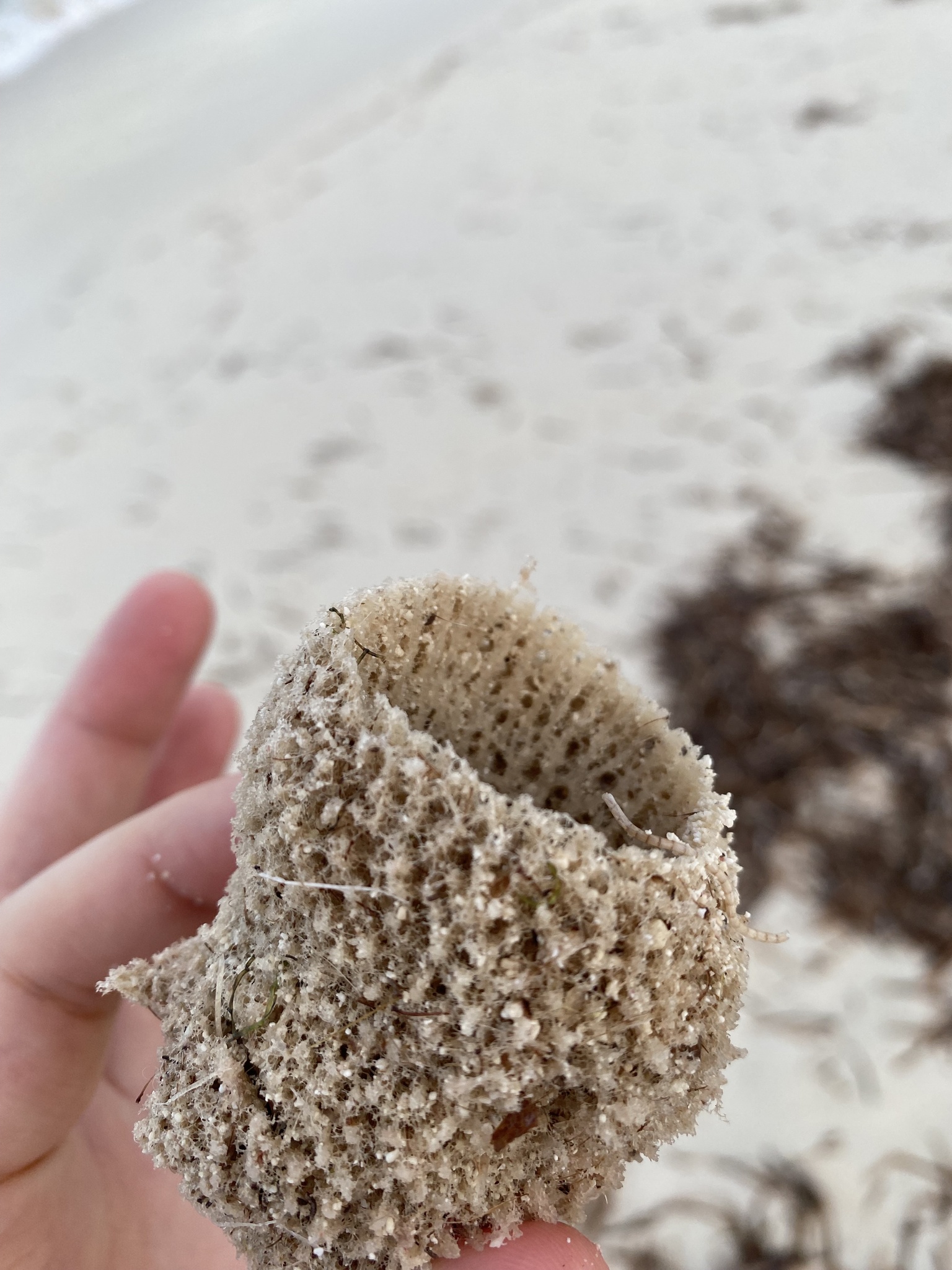 Niphates digitalis (Lamarck, 1814)