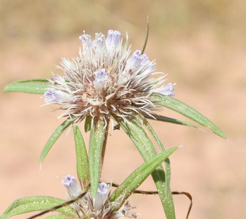 Spermacoce constricta · iNaturalist