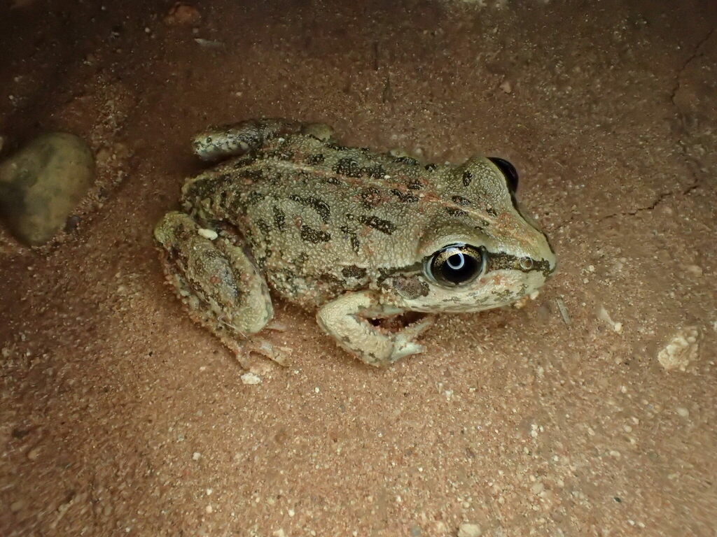Ranoidea from Anmatjere NT 0872, Australia on February 02, 2023 at 10: ...