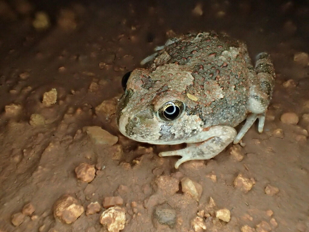 Spencer's Burrowing Frog from Anmatjere NT 0872, Australia on February ...
