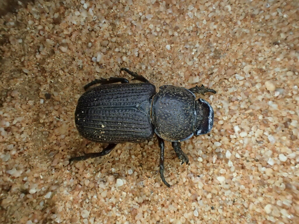 Cryptodus caviceps in January 2023 by Mark Hura · iNaturalist