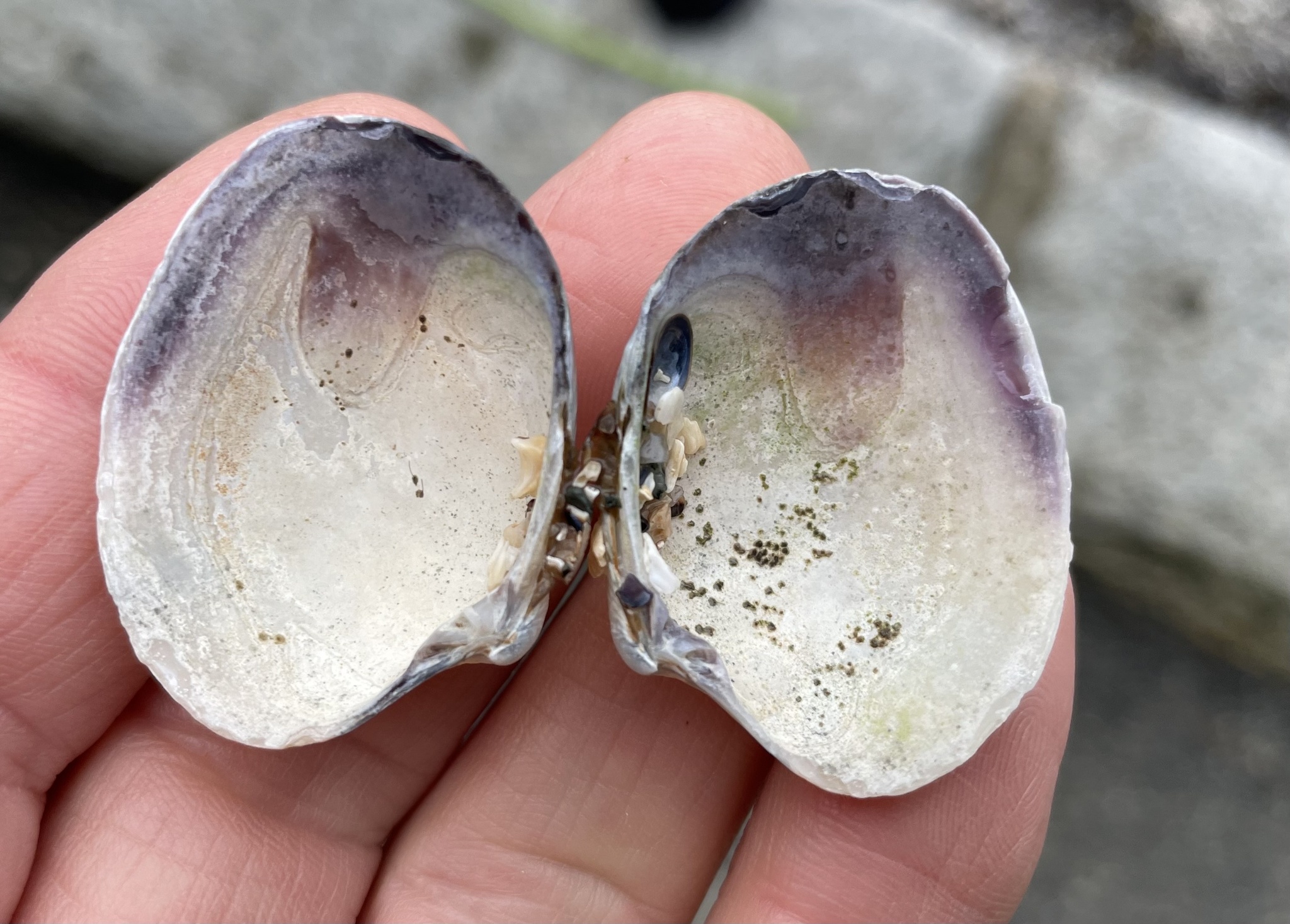 Ruditapes philippinarum (A.Adams & Reeve, 1850)